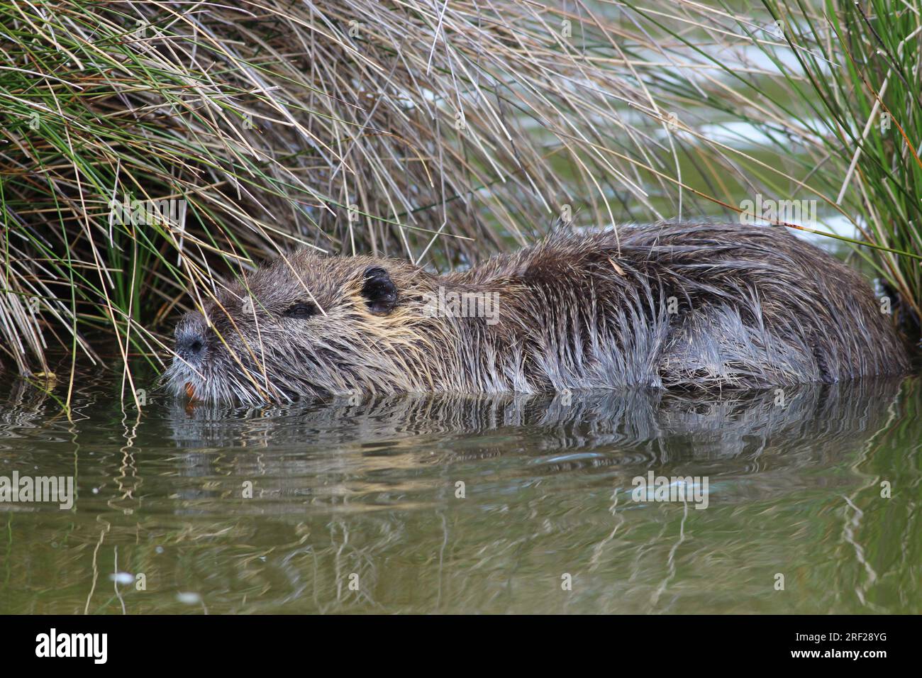 Rodent in water hi-res stock photography and images - Alamy