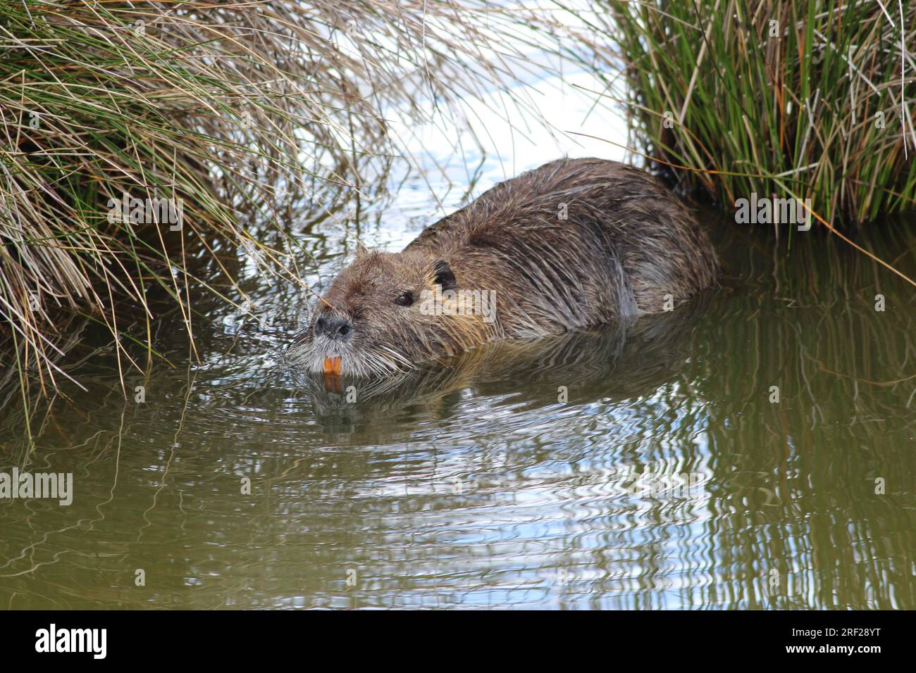 Orange coypu hi-res stock photography and images - Alamy