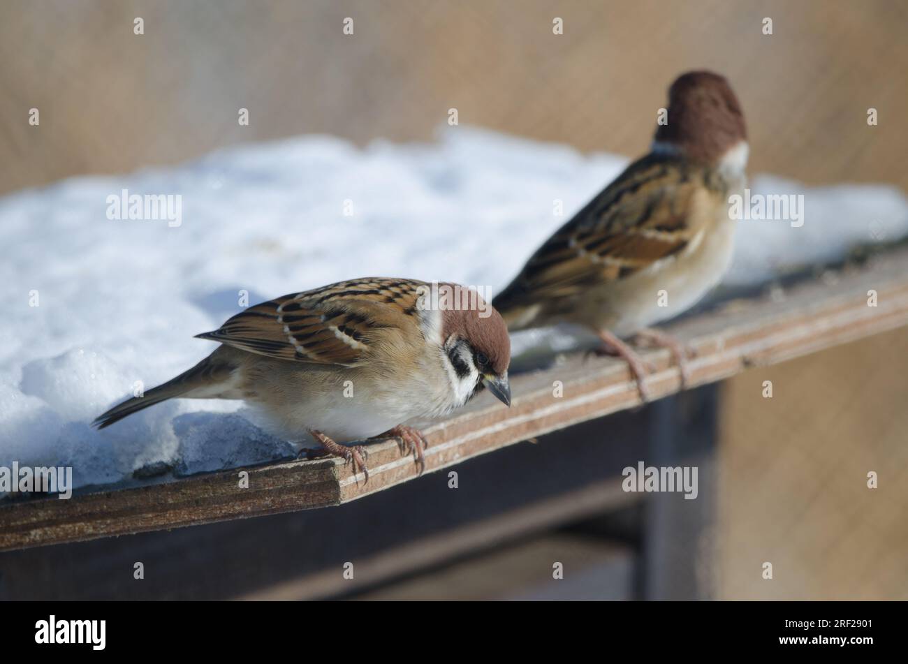 Eurasian tree sparrows Passer montanus saturatus. Kushiro Japanese ...