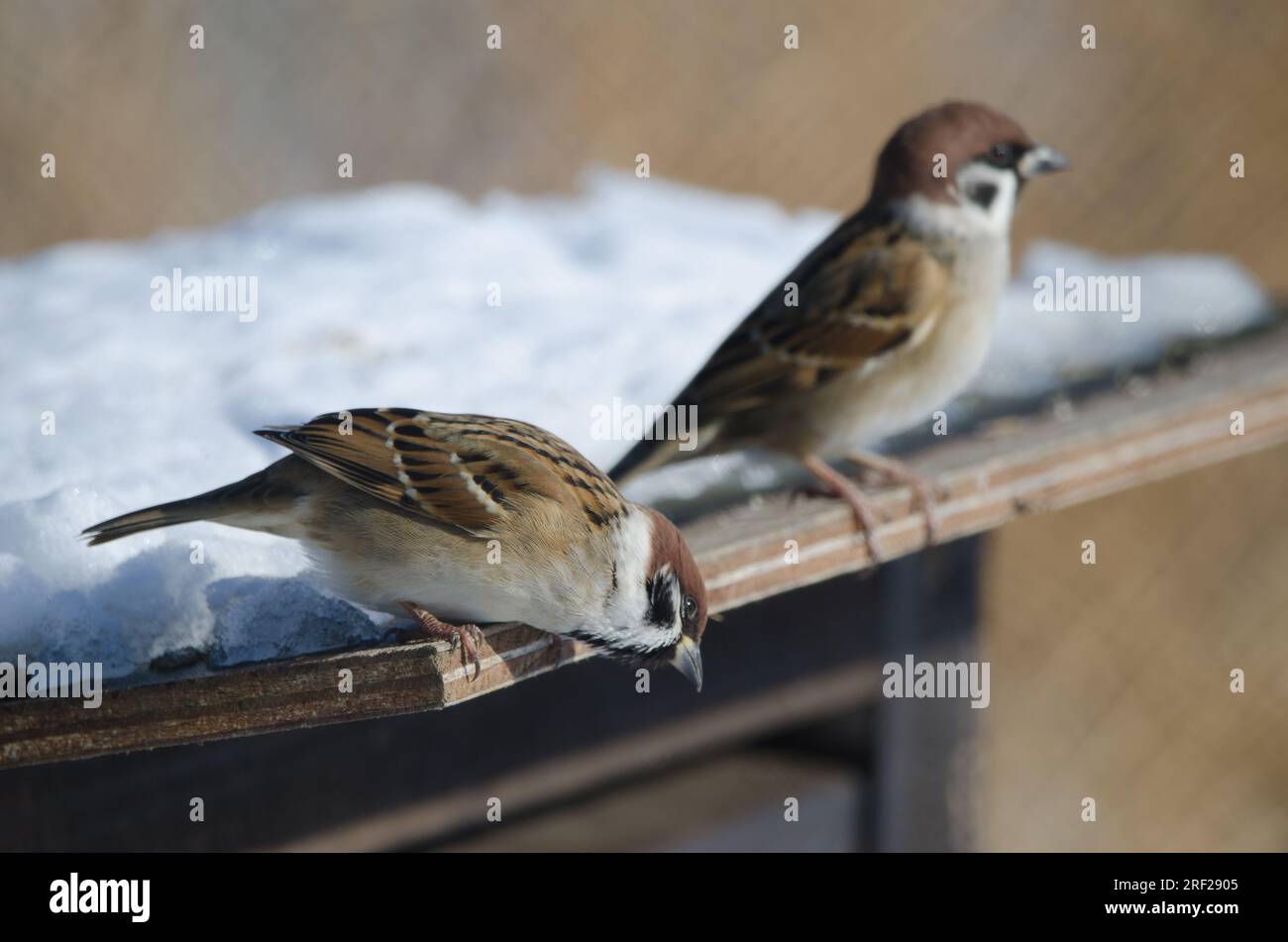 Eurasian tree sparrows Passer montanus saturatus. Kushiro Japanese ...