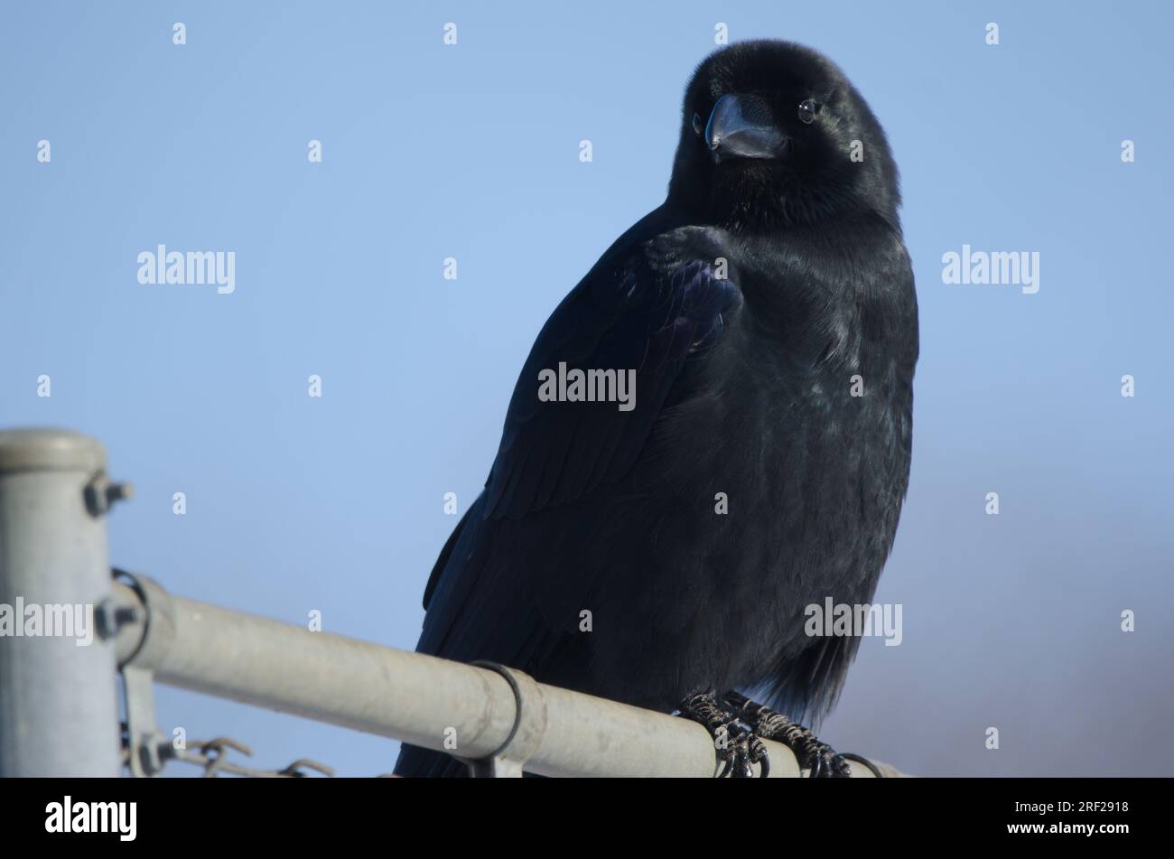 Large-billed crow Corvus macrorhynchos japonensis on a fence. Kushiro ...