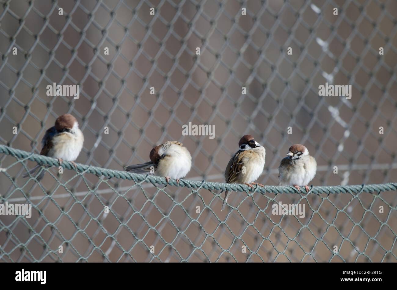 Eurasian tree sparrows Passer montanus saturatus. Kushiro Japanese ...
