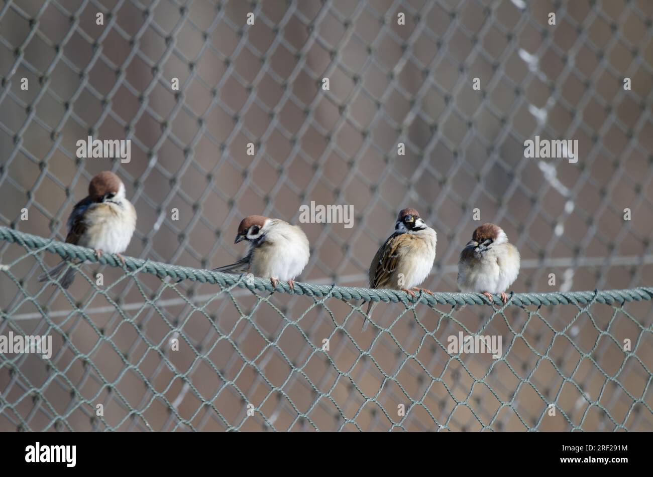 Eurasian tree sparrows Passer montanus saturatus. Kushiro Japanese ...