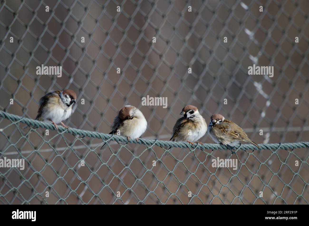 Eurasian tree sparrows Passer montanus saturatus. Kushiro Japanese ...