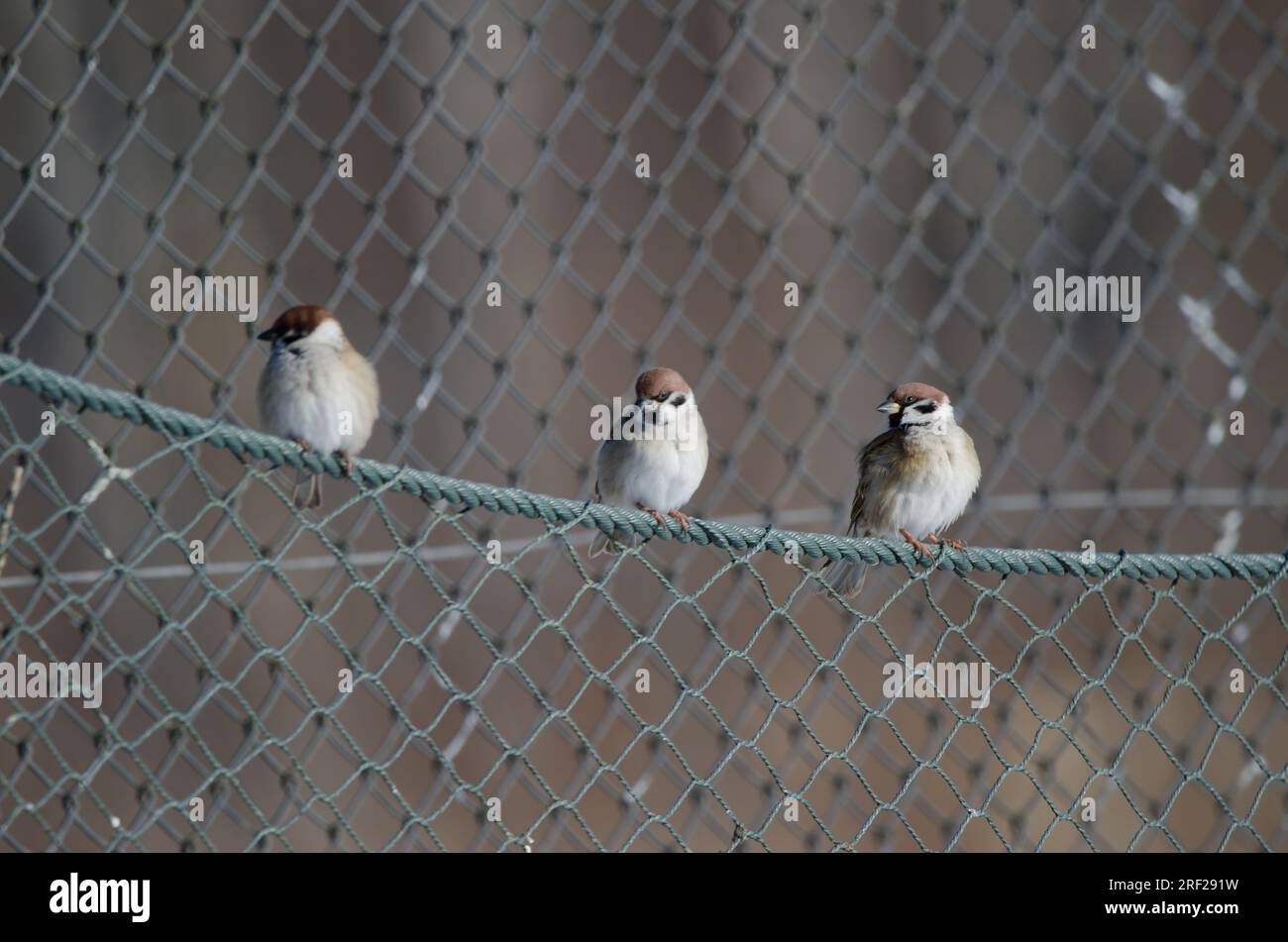 Eurasian tree sparrows Passer montanus saturatus. Kushiro Japanese ...