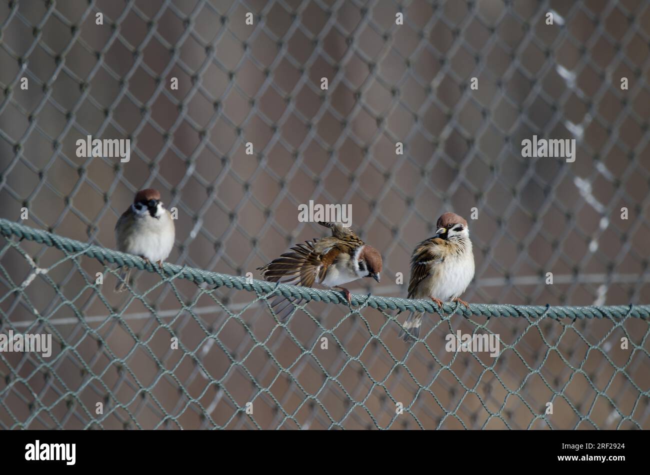 Eurasian tree sparrows Passer montanus saturatus. Kushiro Japanese ...