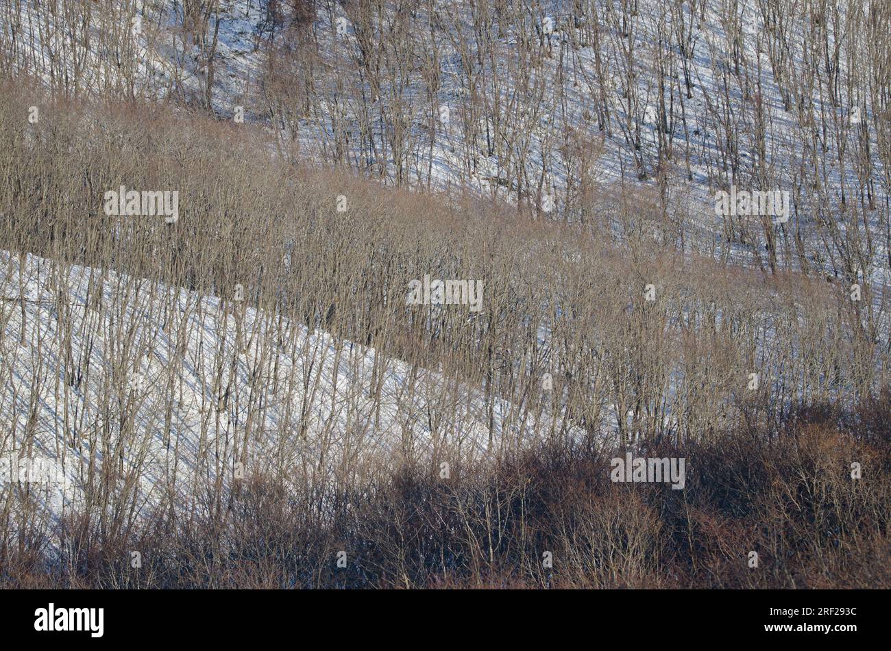 Deciduous forest in winter. Kushiro Shitsugen National Park. Kushiro ...
