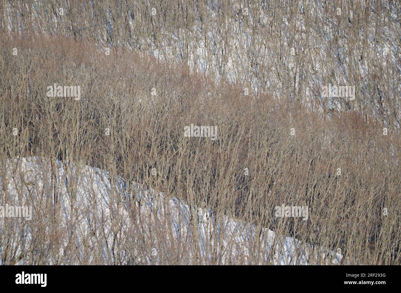 Deciduous forest in winter. Kushiro Shitsugen National Park. Kushiro ...