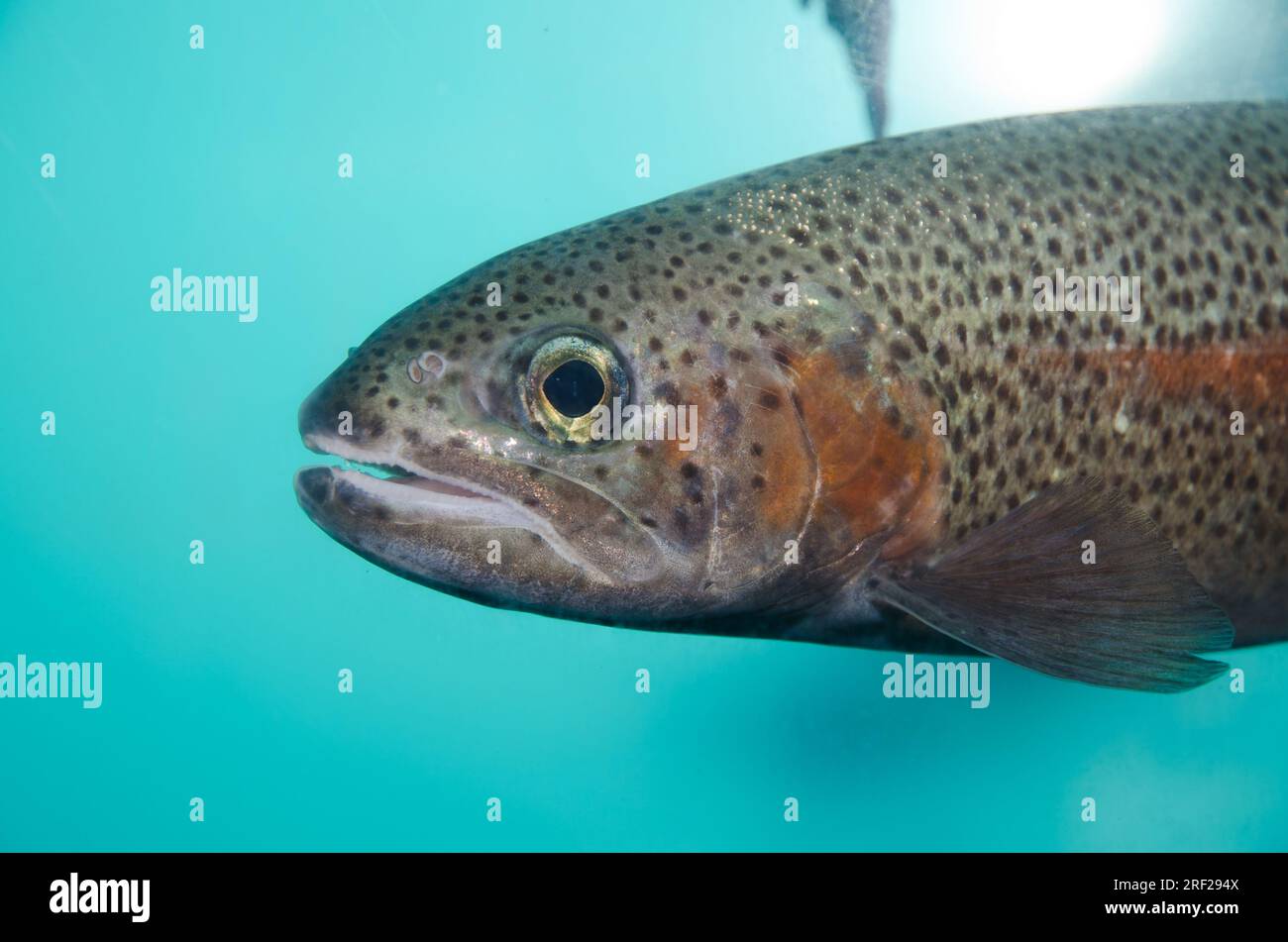 Columbia River redband trout Oncorhynchus mykiss gairdneri. In ...