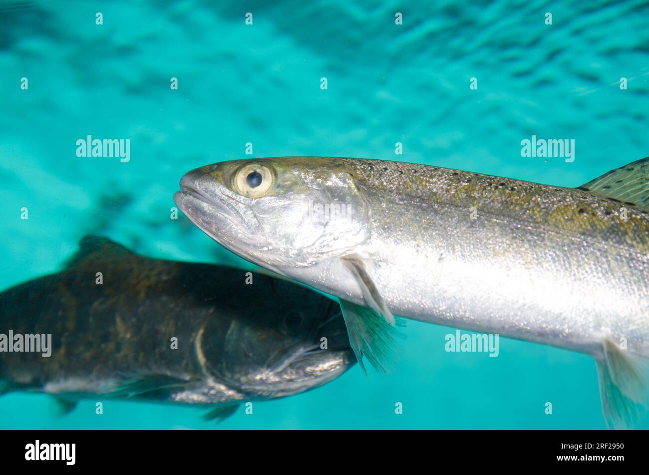 Masu salmons Oncorhynchus masou masou. In controlled conditions ...