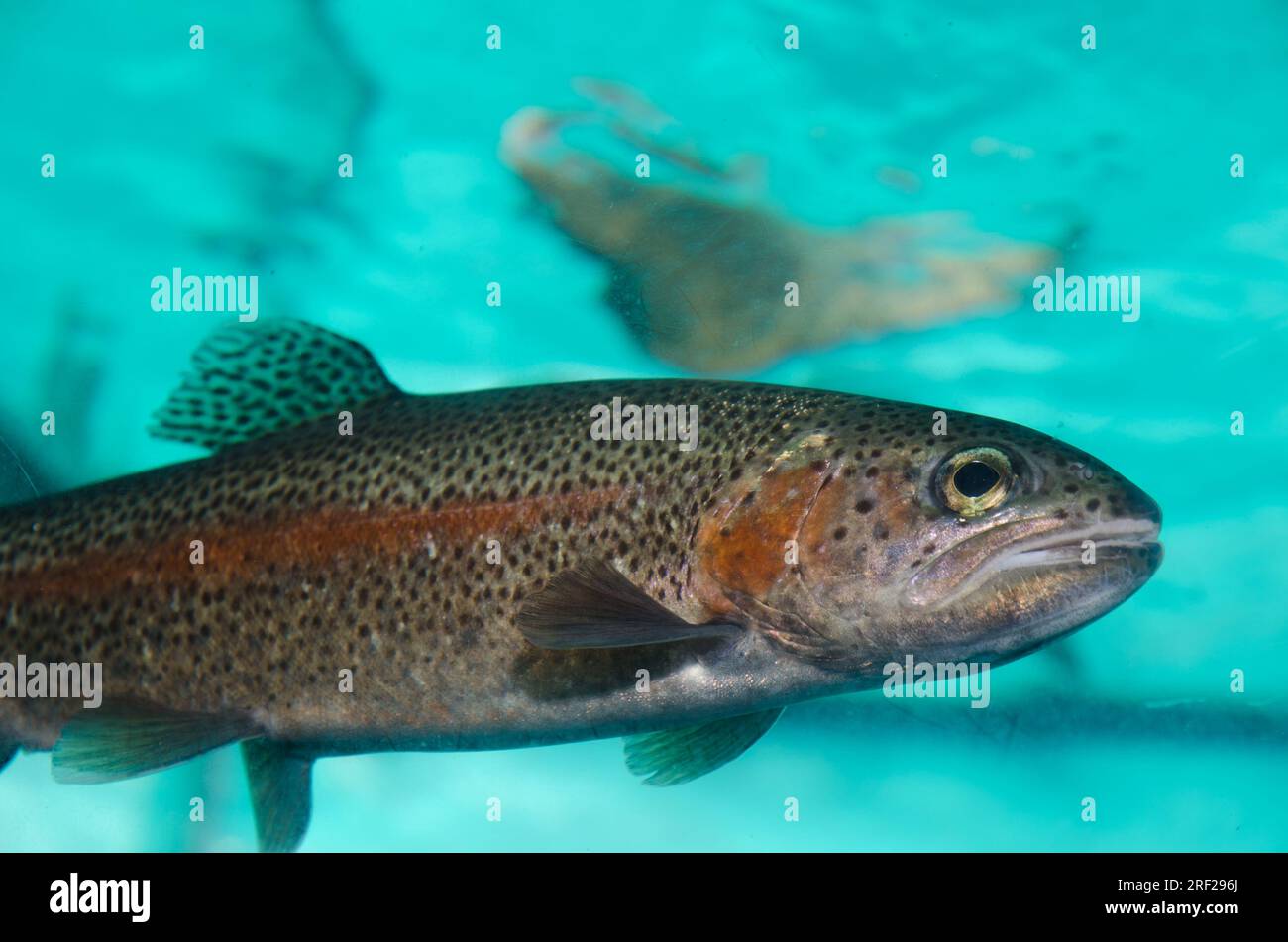 Columbia River redband trout Oncorhynchus mykiss gairdneri. In ...