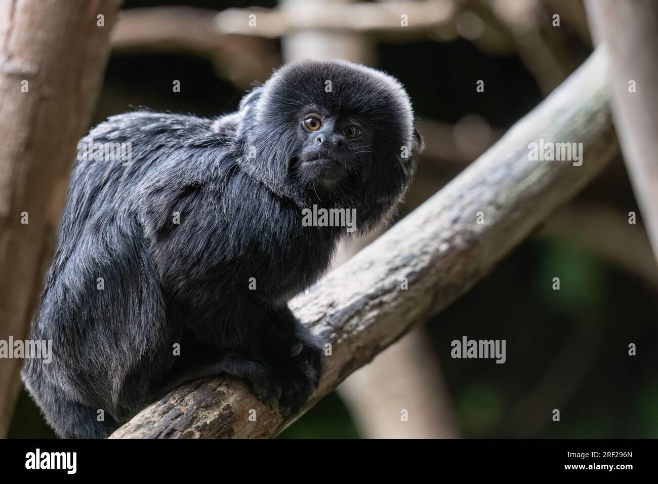 Callitrichidae hi-res stock photography and images - Alamy