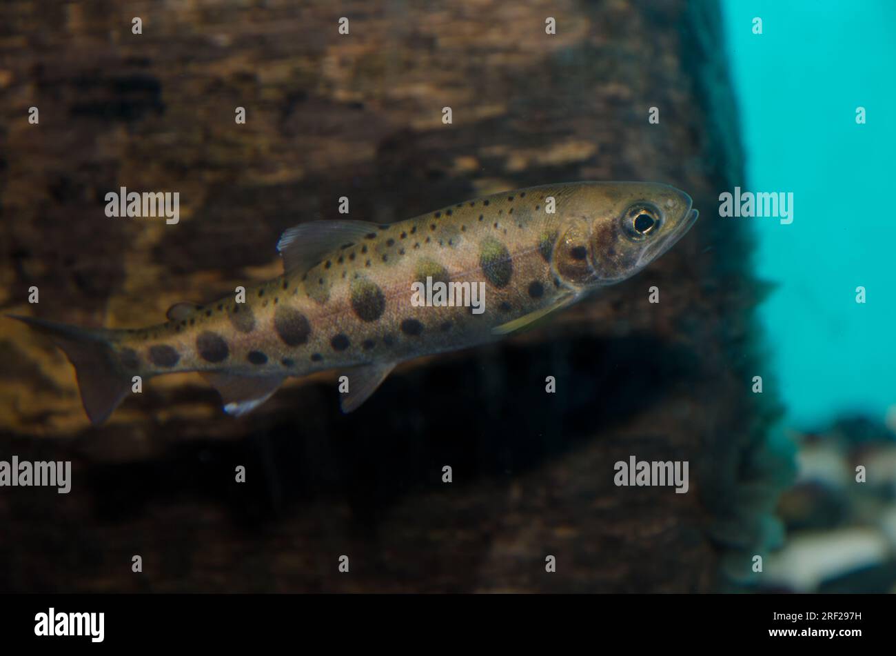 Kushiro marsh observatory hi-res stock photography and images - Alamy