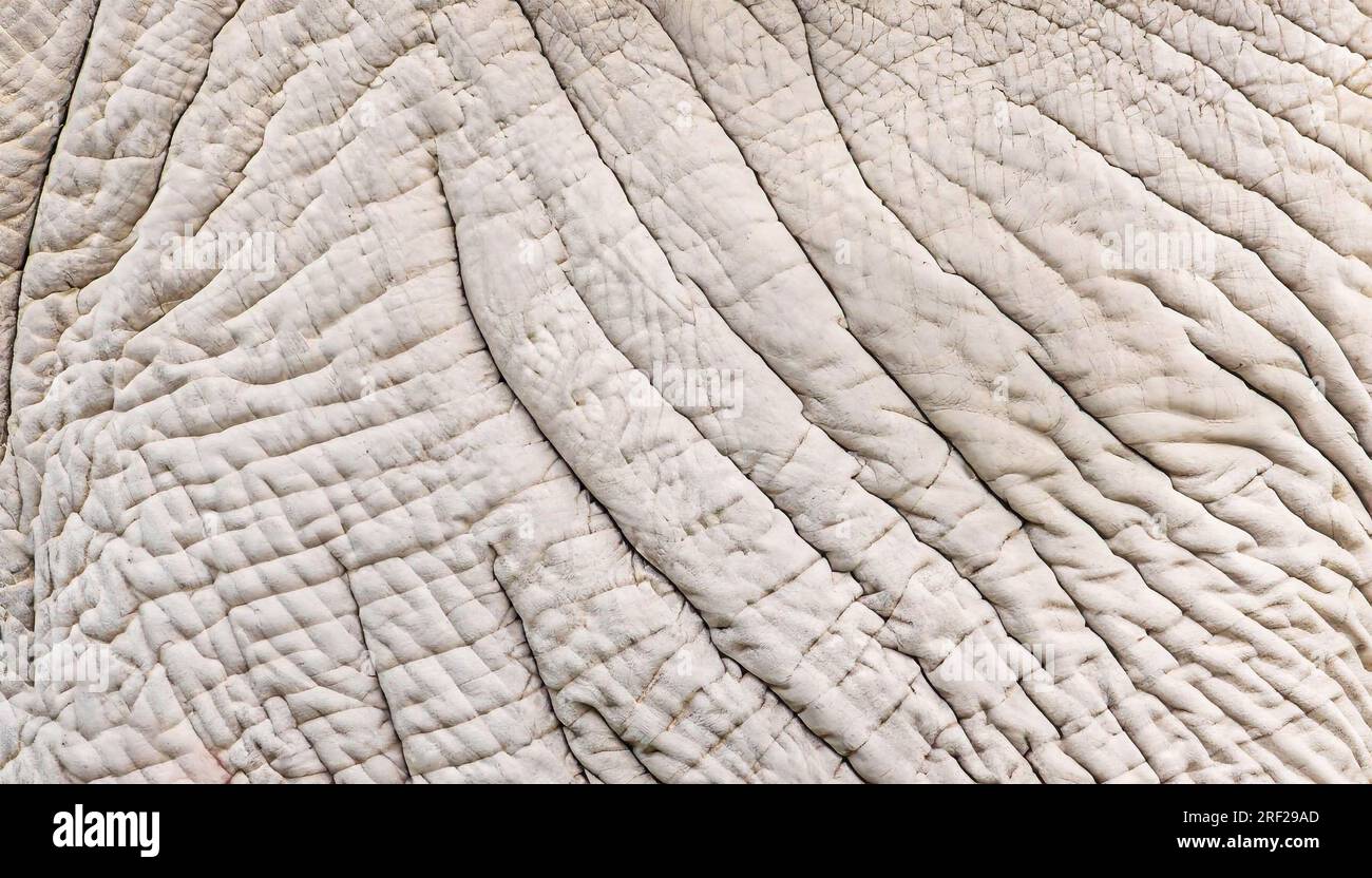 Elephant Skin Texture Seamless