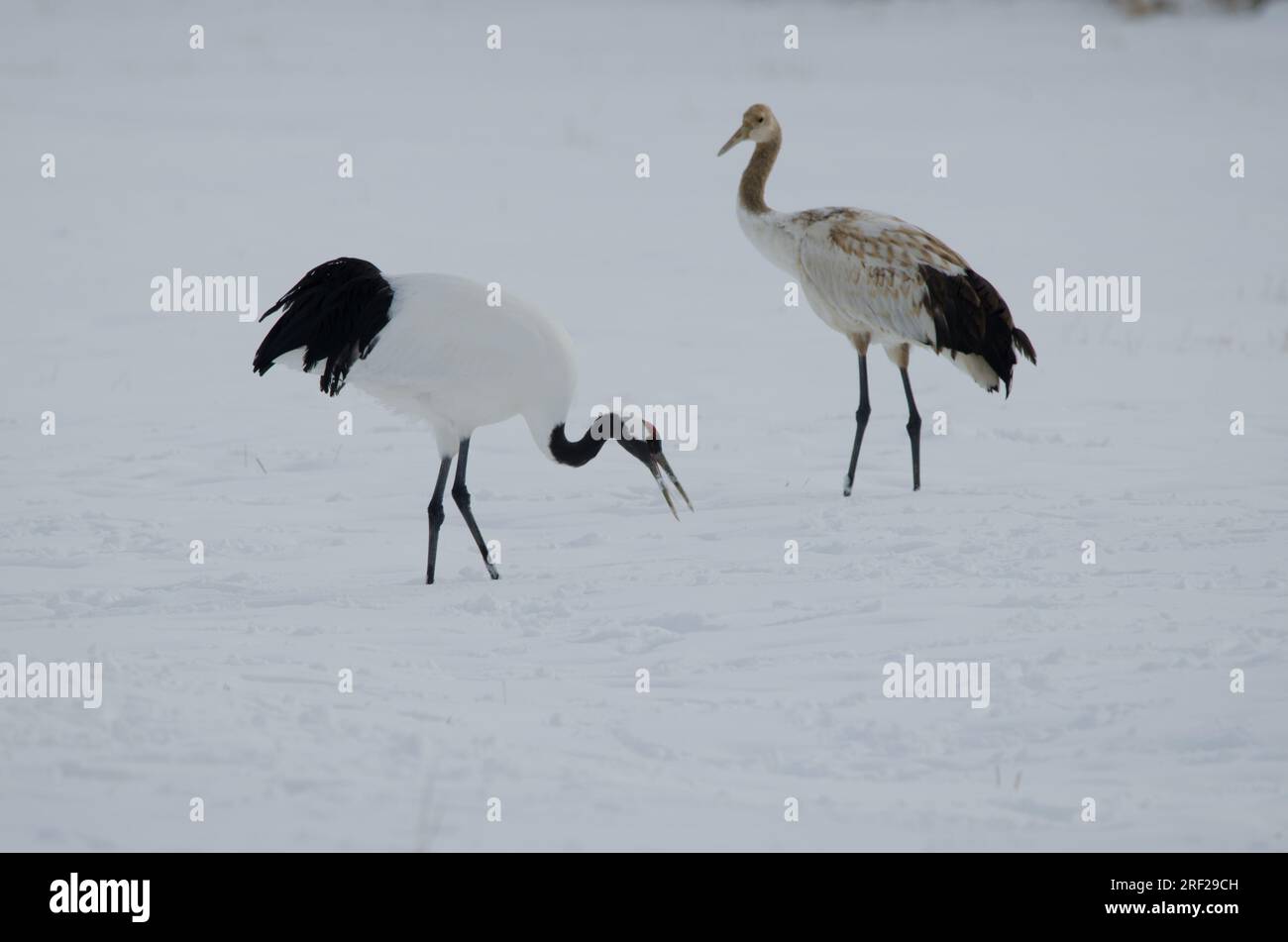 Red Crowned Crane Eats