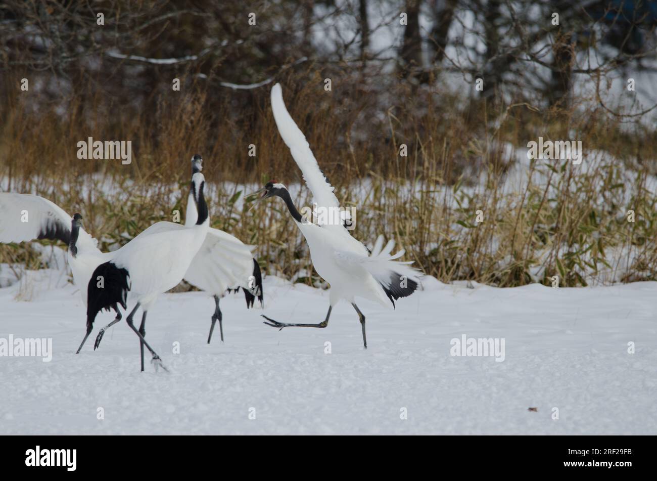 Manchurian cranes fighting hi-res stock photography and images - Alamy