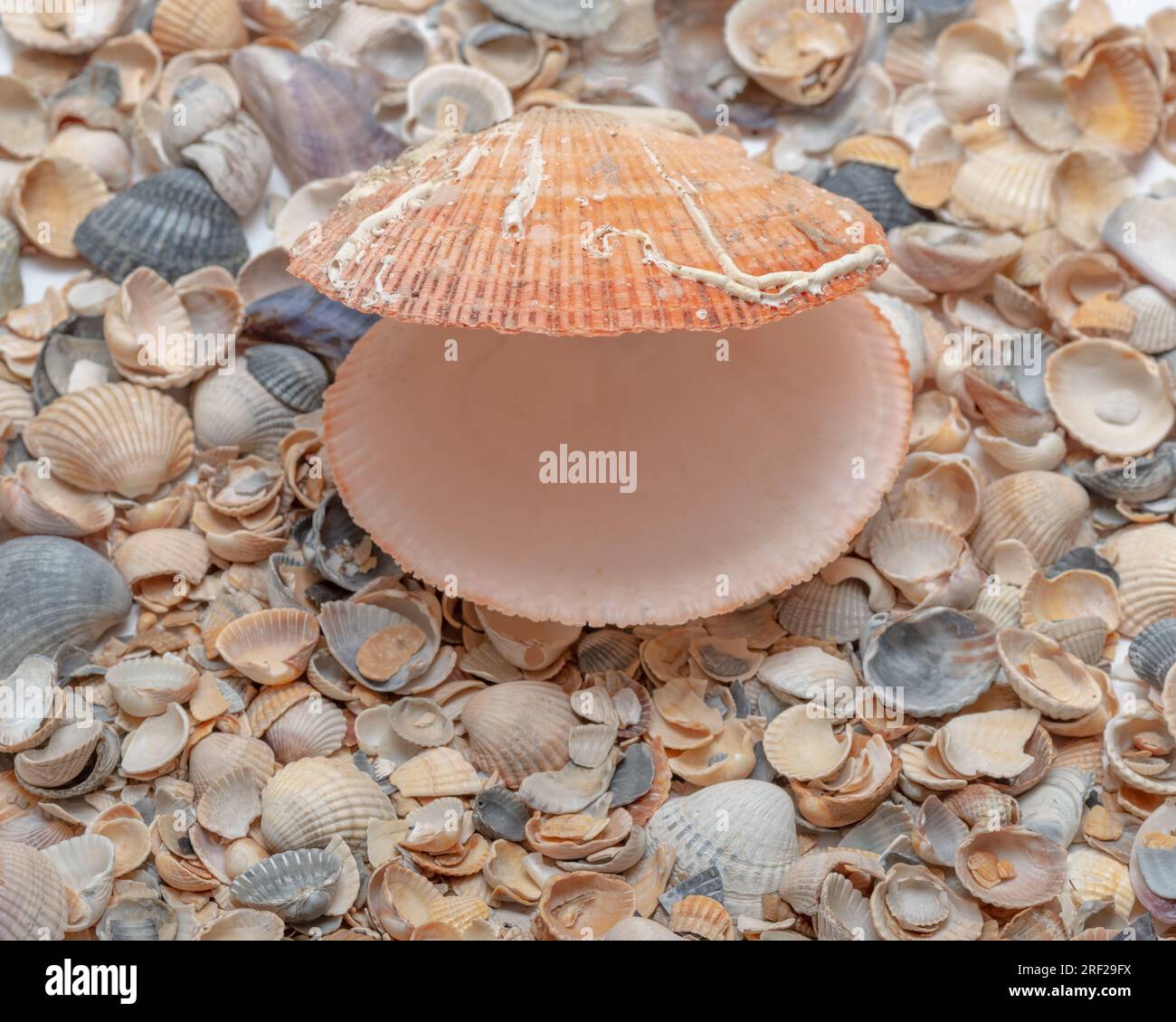 Seashells background, lots of amazing seashells and a pink empty ...