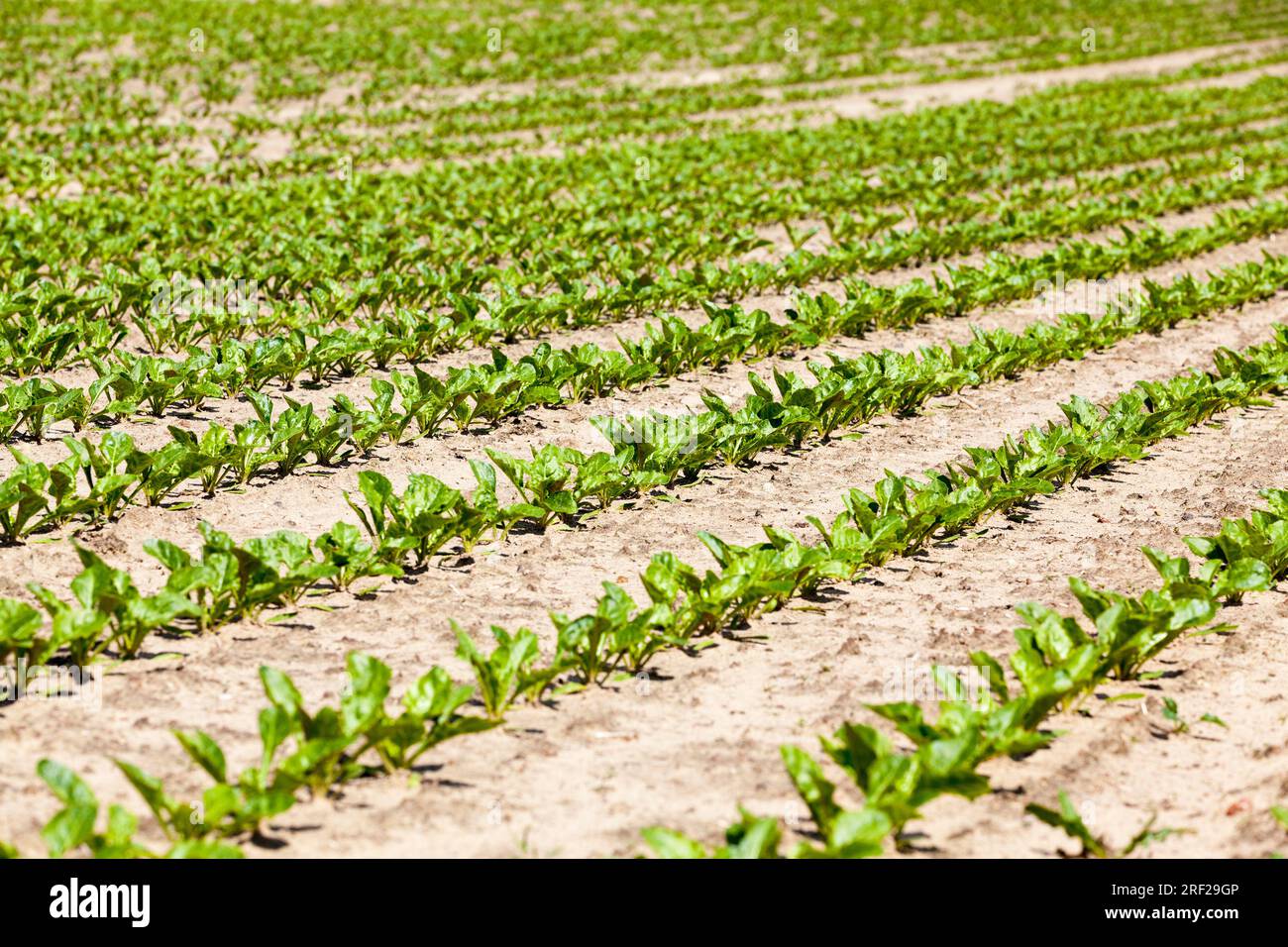 agricultural field where breeding varieties of sugar beet are grown ...