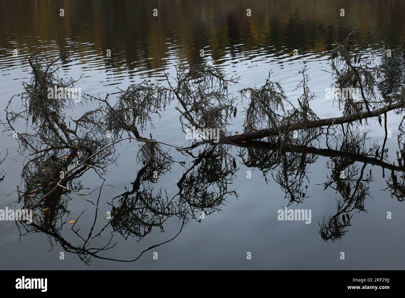 Tree fallen into lake with reflections of branches Stock Photo - Alamy