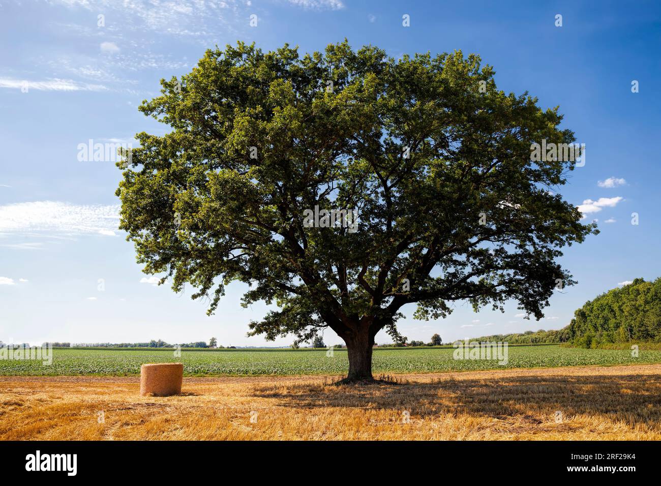 an agricultural field with an oak tree and haystacks after the wheat ...