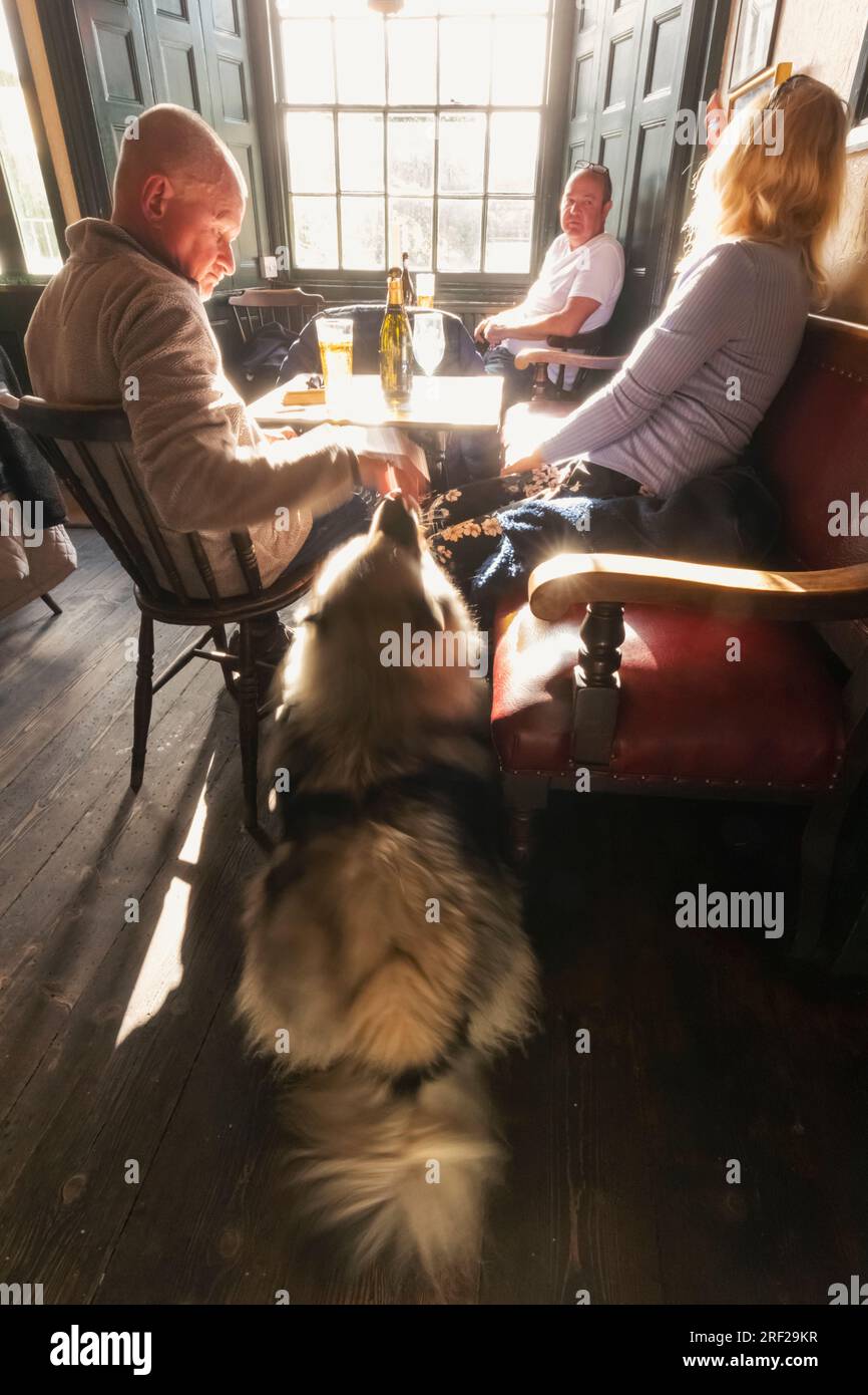 Pub dog inside hi-res stock photography and images - Alamy
