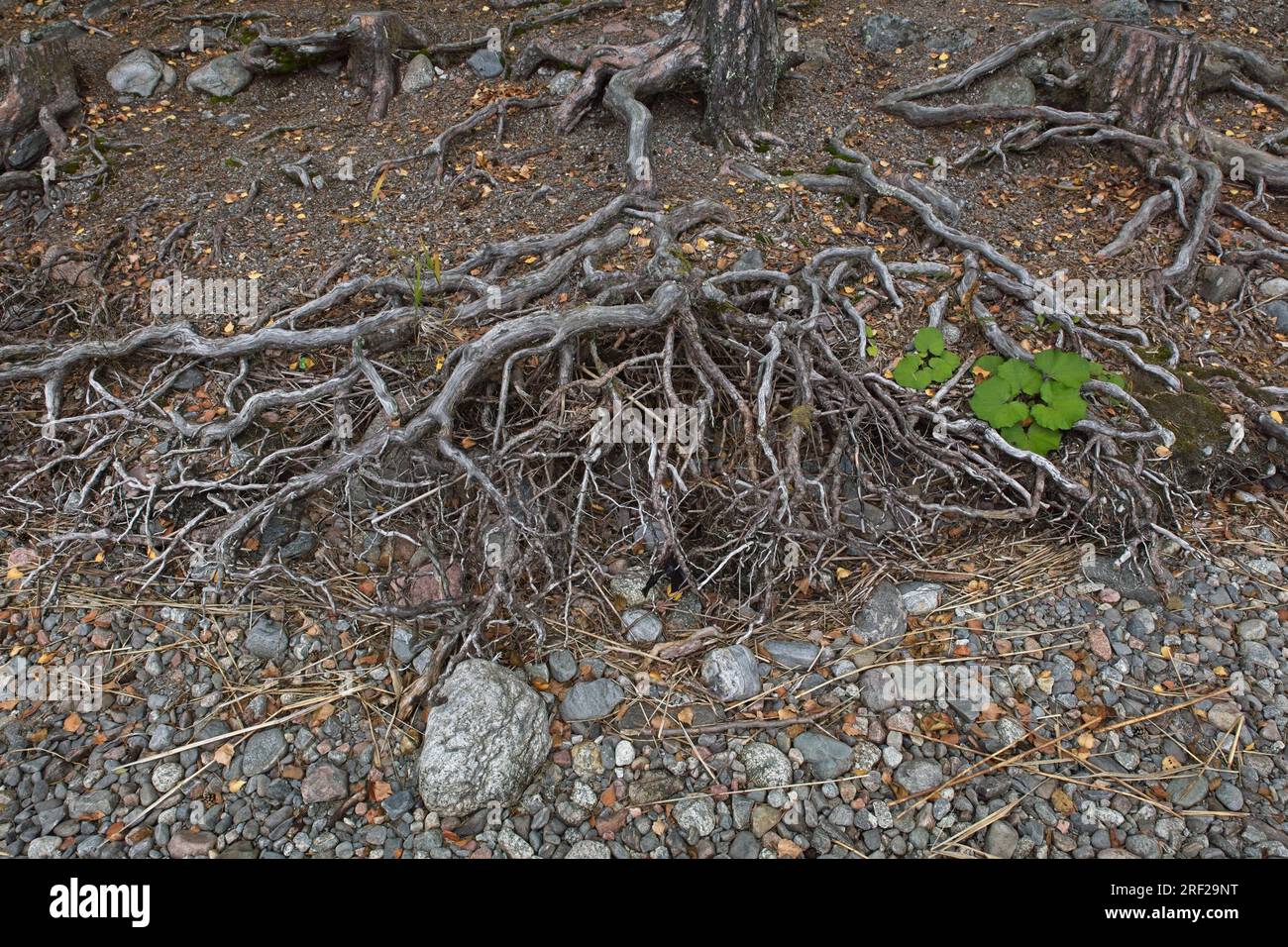 Tree roots in the ground Stock Photo - Alamy