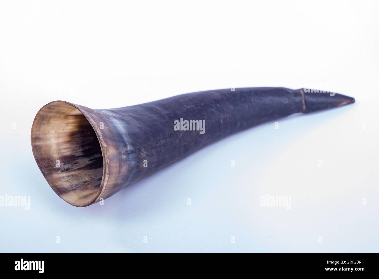 Antony Trivet Commercial Products Cow horns for drinking drinks like beer Stock Photo - Alamy