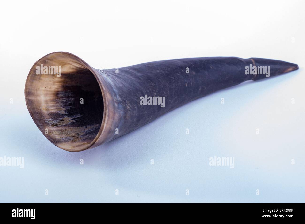 Antony Trivet Commercial Products Cow horns for drinking drinks like beer Stock Photo - Alamy