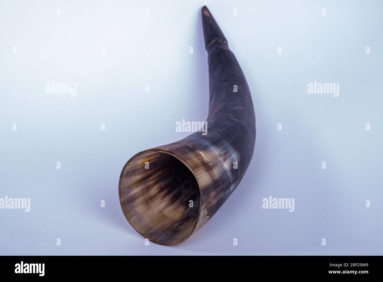 Antony Trivet Commercial Products Cow horns for drinking drinks like beer Stock Photo - Alamy