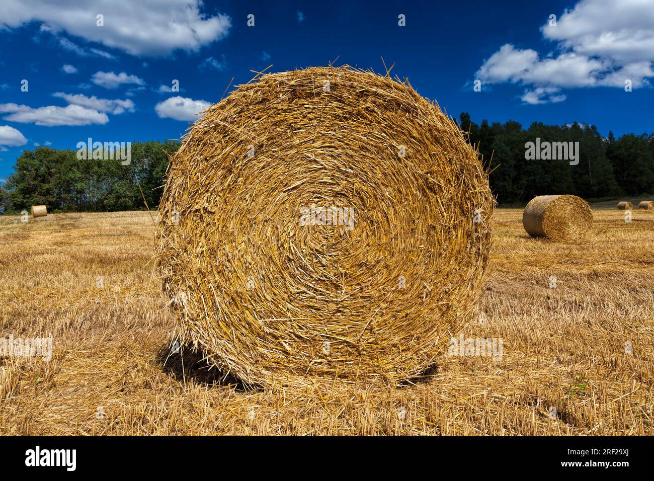 agricultural field with haystacks after harvesting rye, from rye there ...
