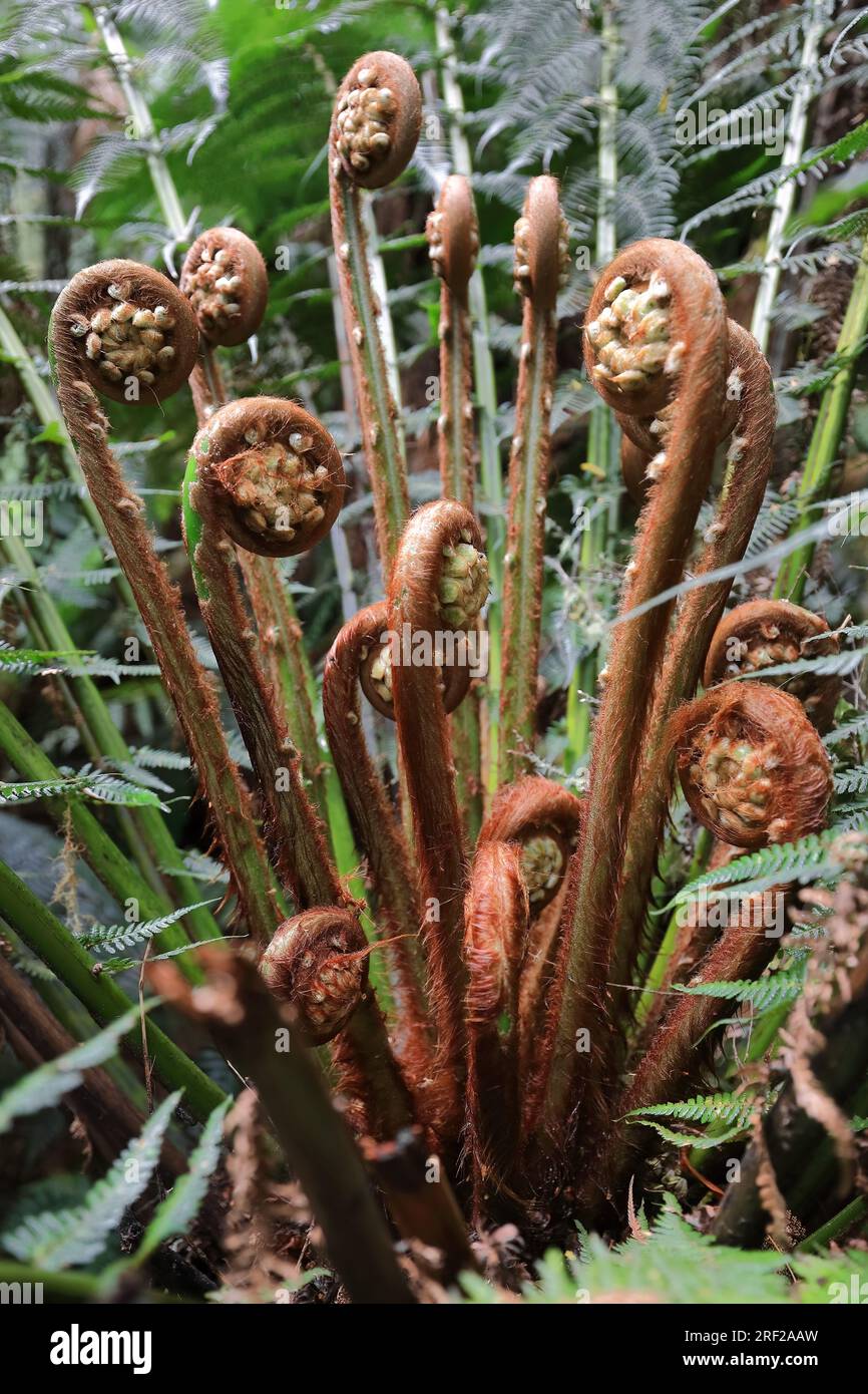 Furled ferns hi-res stock photography and images - Alamy