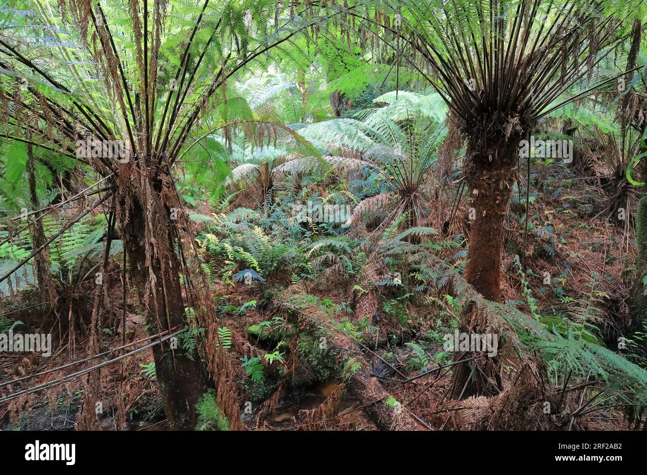 785 Soft tree ferns -Dicksonia antarctica- next to the Great Ocean Road ...