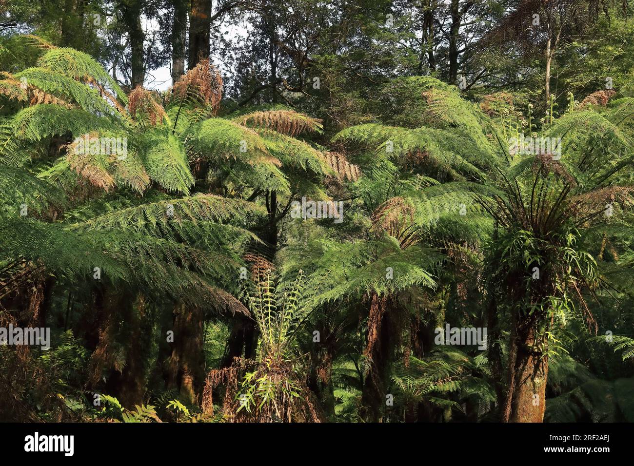 796 Cluster of soft tree fern -Dicksonia antarctica- green fronds on ...