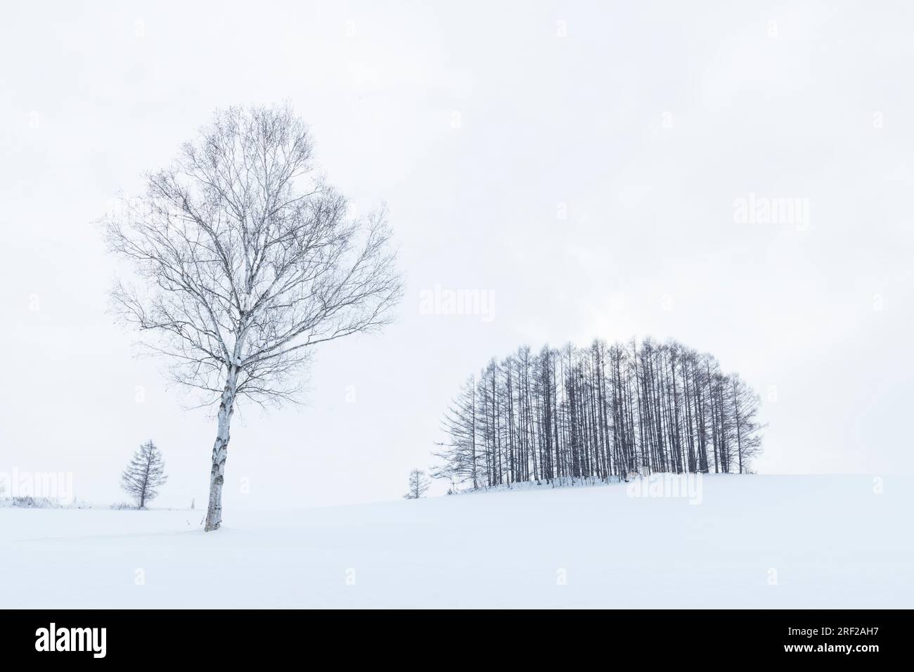 Trees in the snow at Mild Seven hill, Biei, Hokkaido, Japan Stock Photo ...