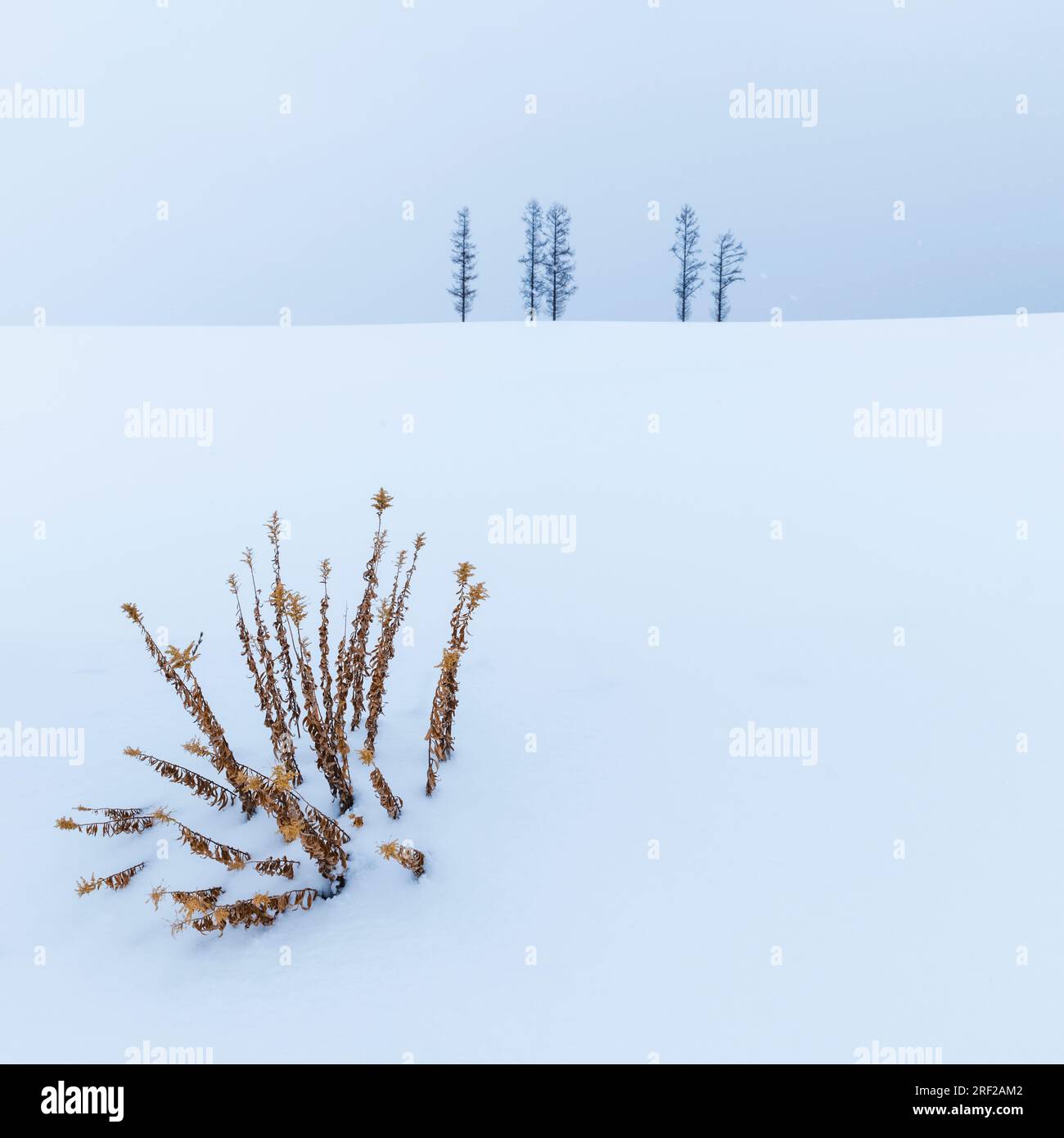 Trees in the snow at Mild Seven hills, Biei, Hokkaido, Japan Stock ...