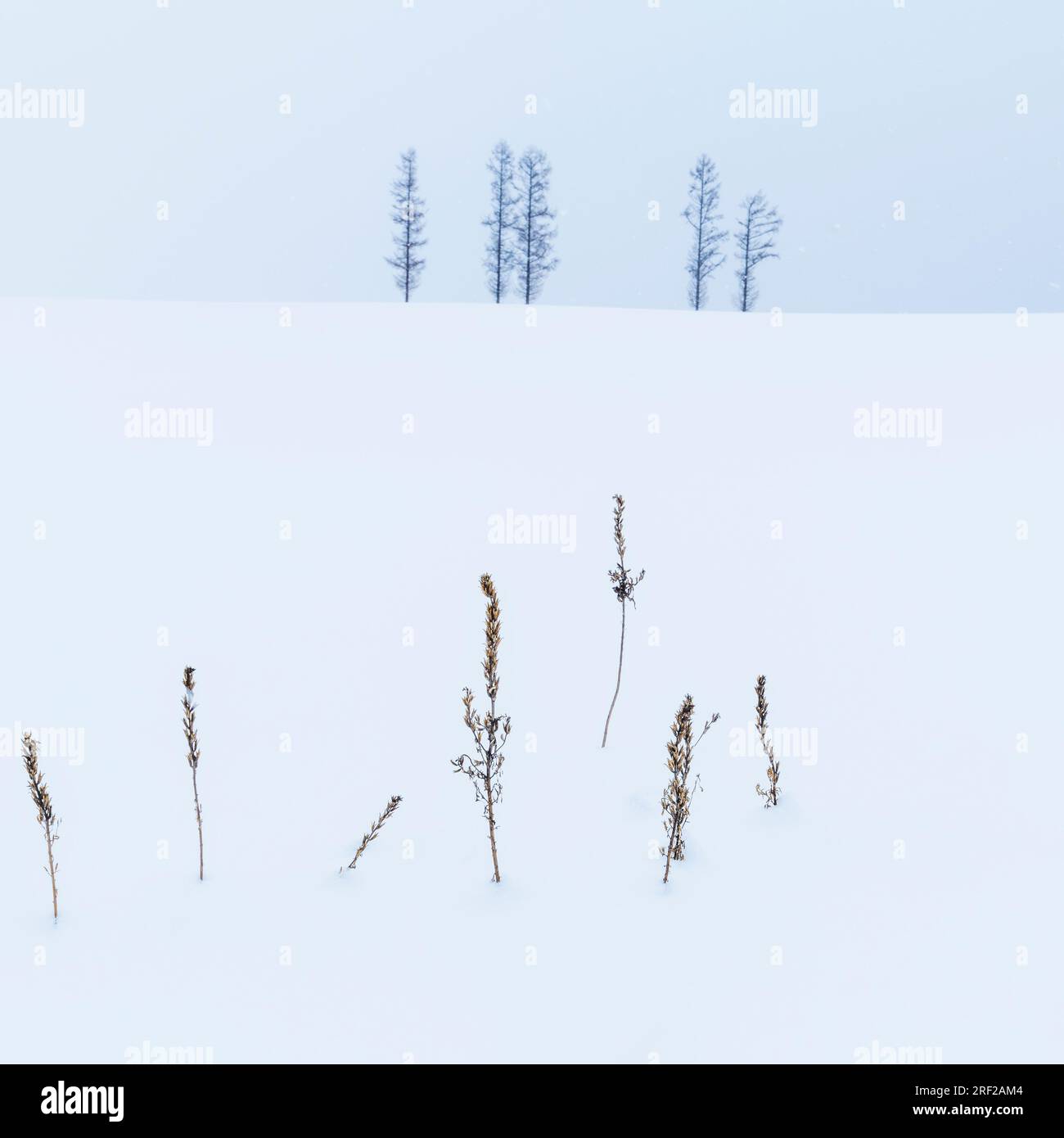 Mild contrast hi-res stock photography and images - Alamy