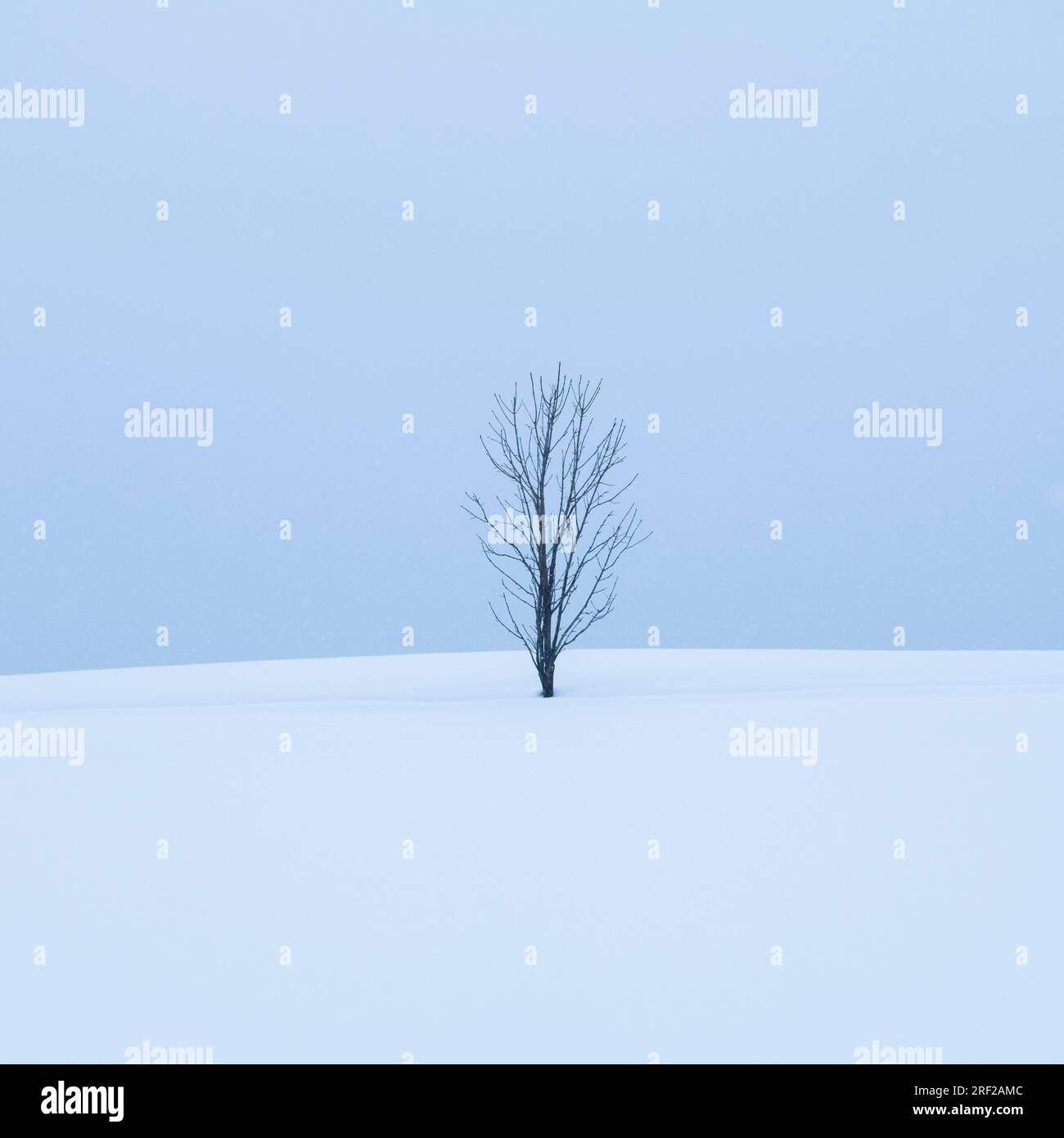 Lone tree in a snowfield, Biei, Hokkaido, Japan Stock Photo - Alamy
