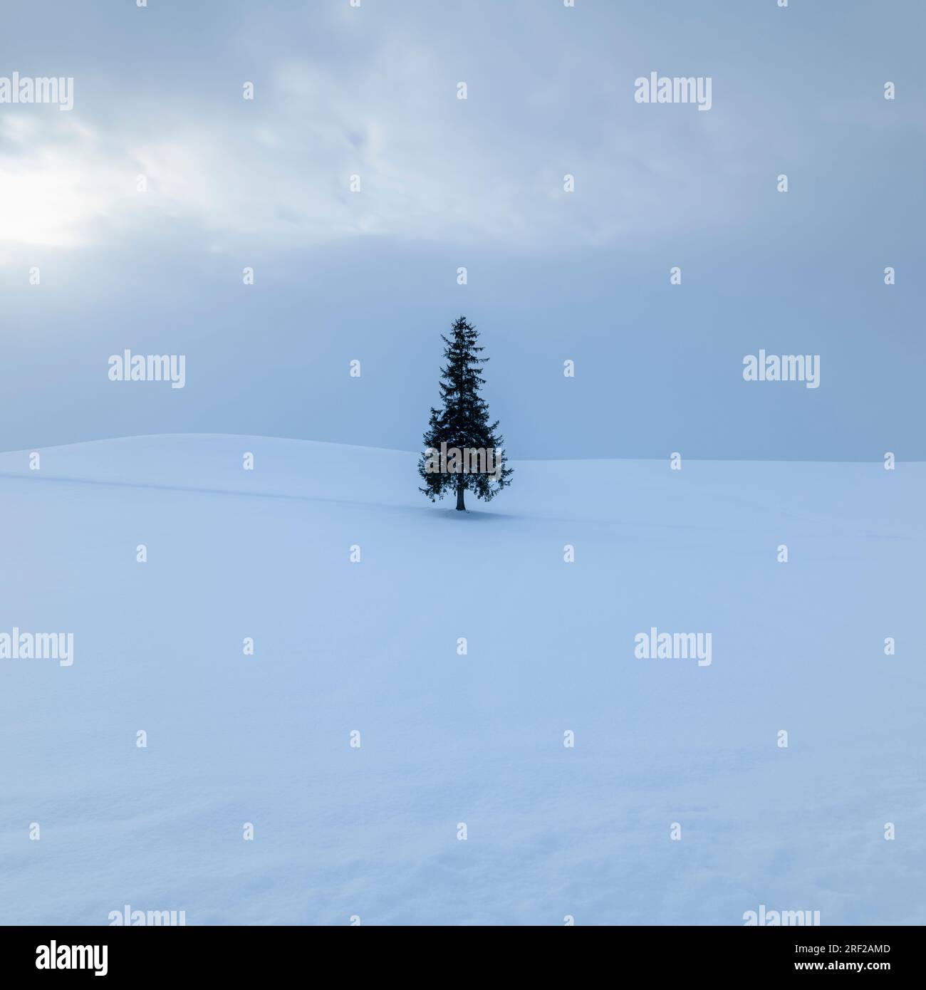 Lone pine tree in the snow, Biei, Hokkaido, Japan Stock Photo - Alamy