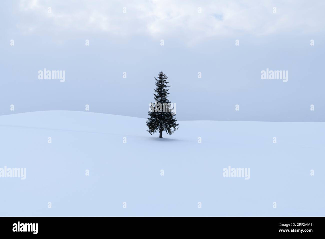 Lone pine tree in the snow, Biei, Hokkaido, Japan Stock Photo - Alamy