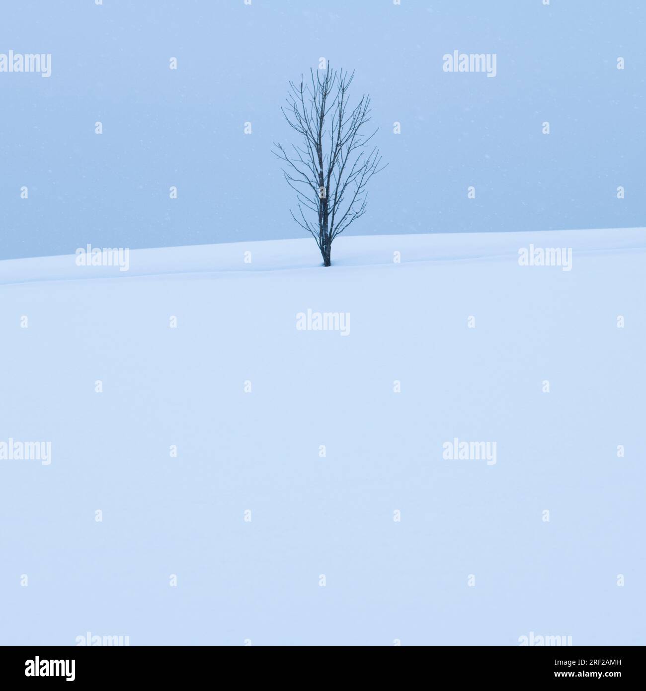 Lone tree in a snowfield, Biei, Hokkaido, Japan Stock Photo - Alamy