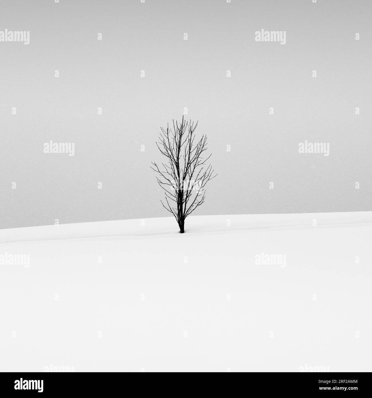 Biei tree Black and White Stock Photos & Images - Alamy