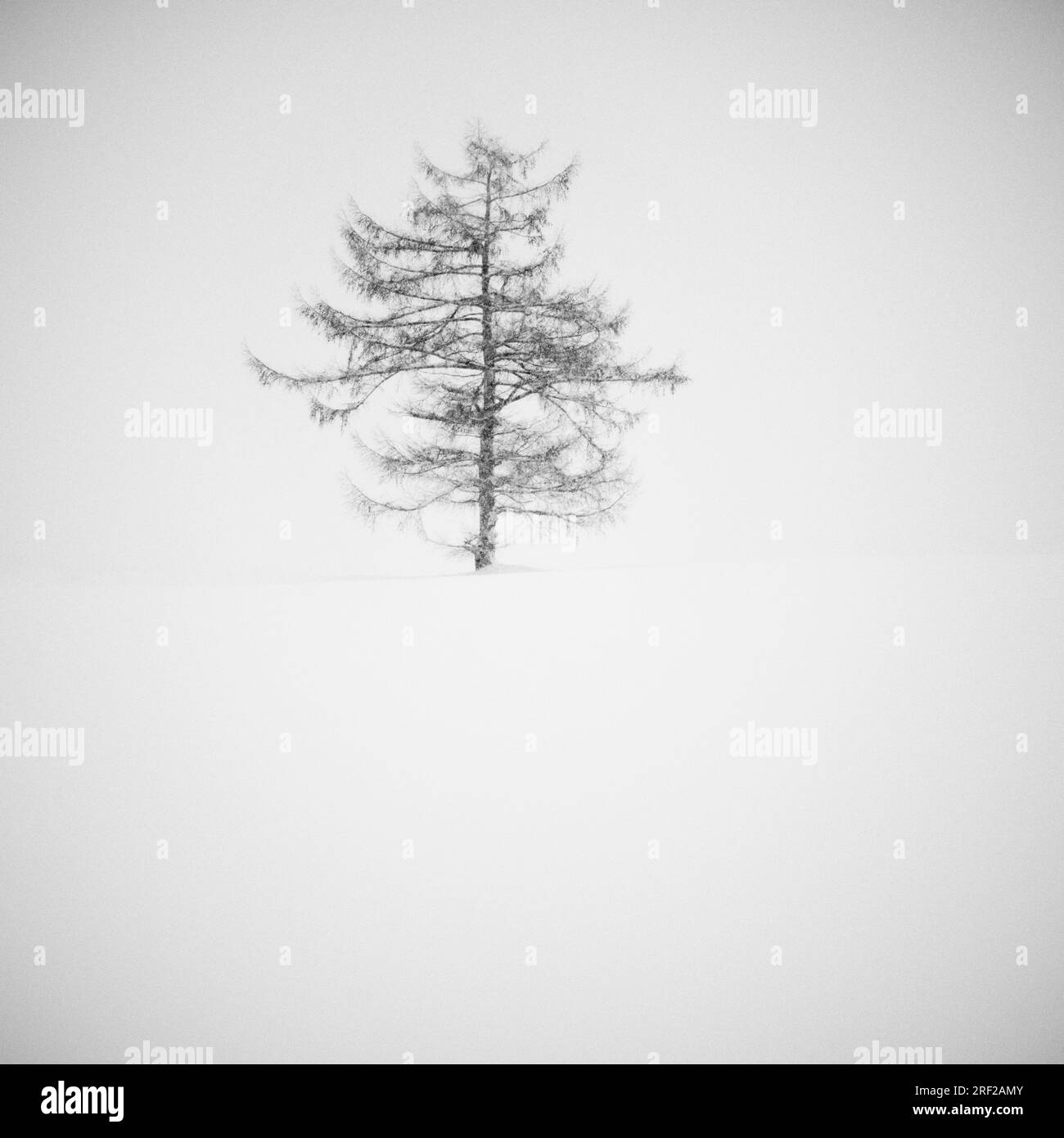 Biei tree Black and White Stock Photos & Images - Alamy