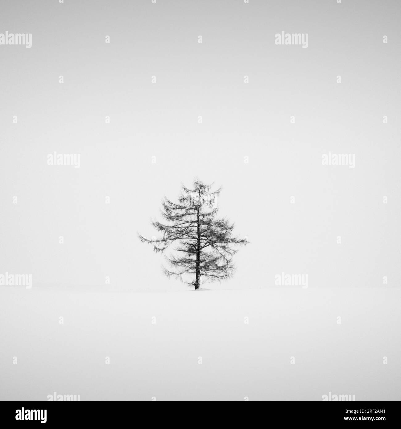 Biei tree Black and White Stock Photos & Images - Alamy