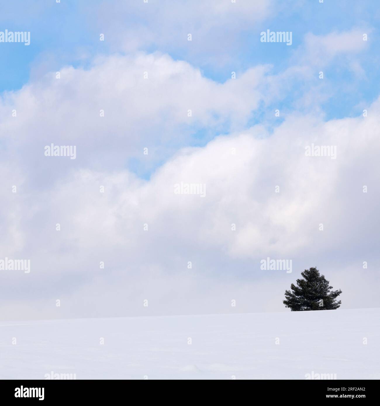 Lone tree in a snowfield, Biei, Hokkaido, Japan Stock Photo - Alamy
