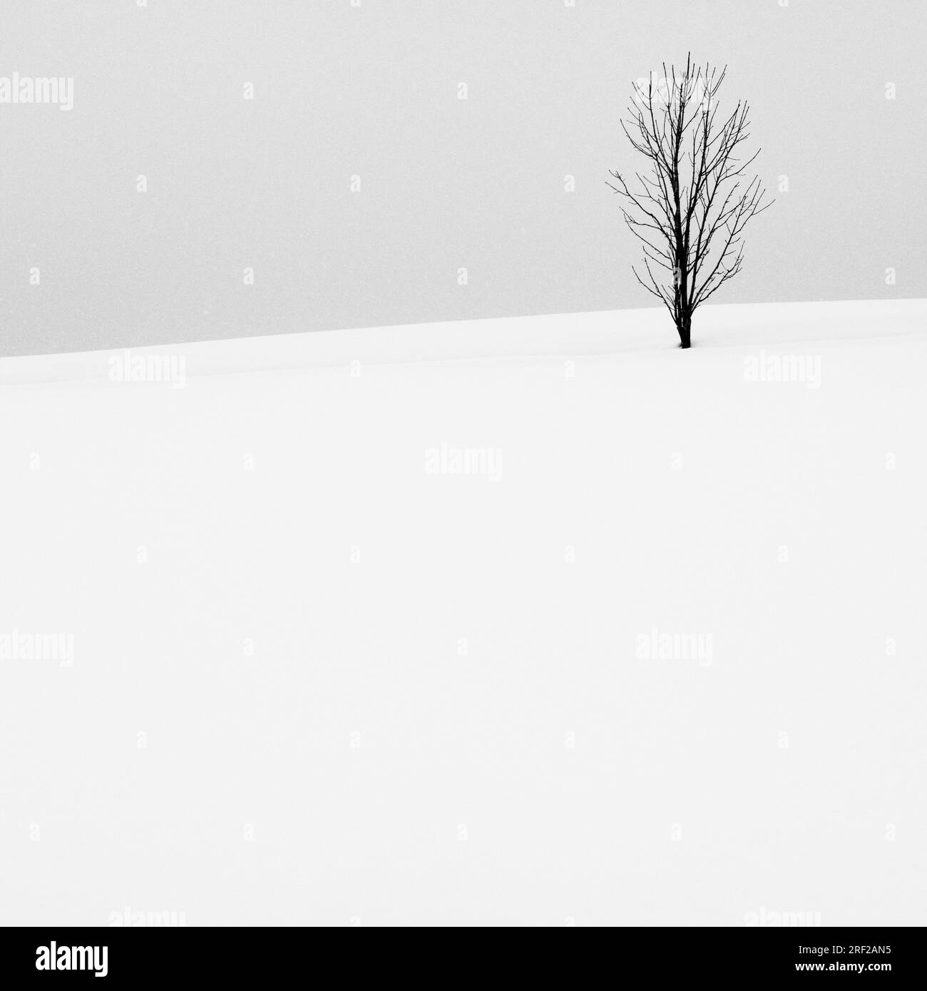 Biei tree Black and White Stock Photos & Images - Alamy