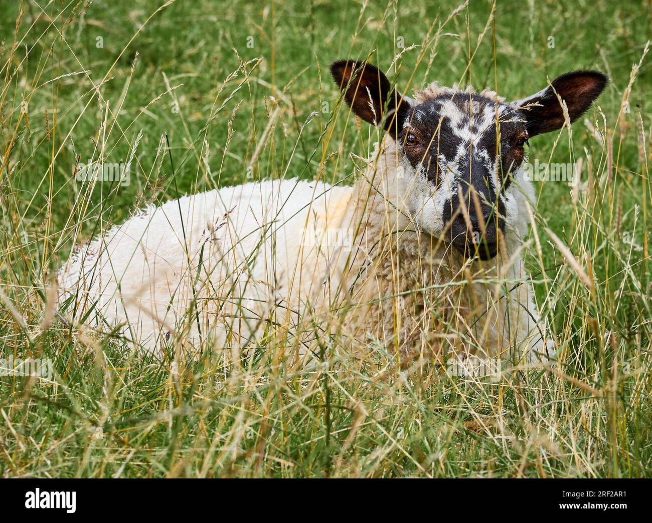 Mottled lamb hi-res stock photography and images - Alamy