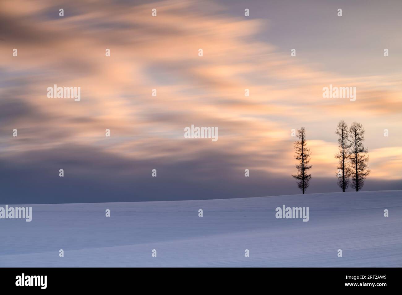 Trees in the snow at Mild Seven hills during a dramatic sunset, Biei ...