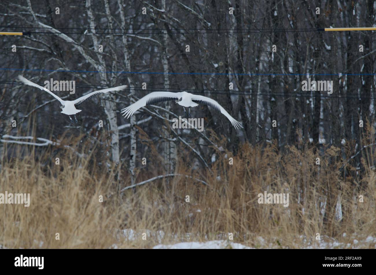 Red-crowned cranes Grus japonensis flying among electric wires. Tsurui ...