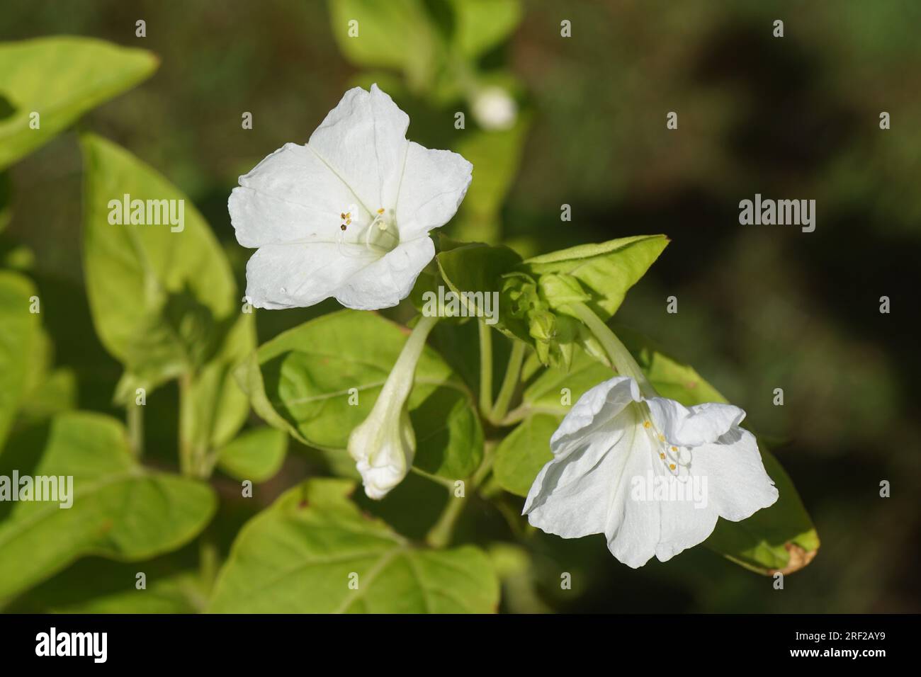 Open white flowers of marvel of Peru, four o'clock flower (Mirabilis ...