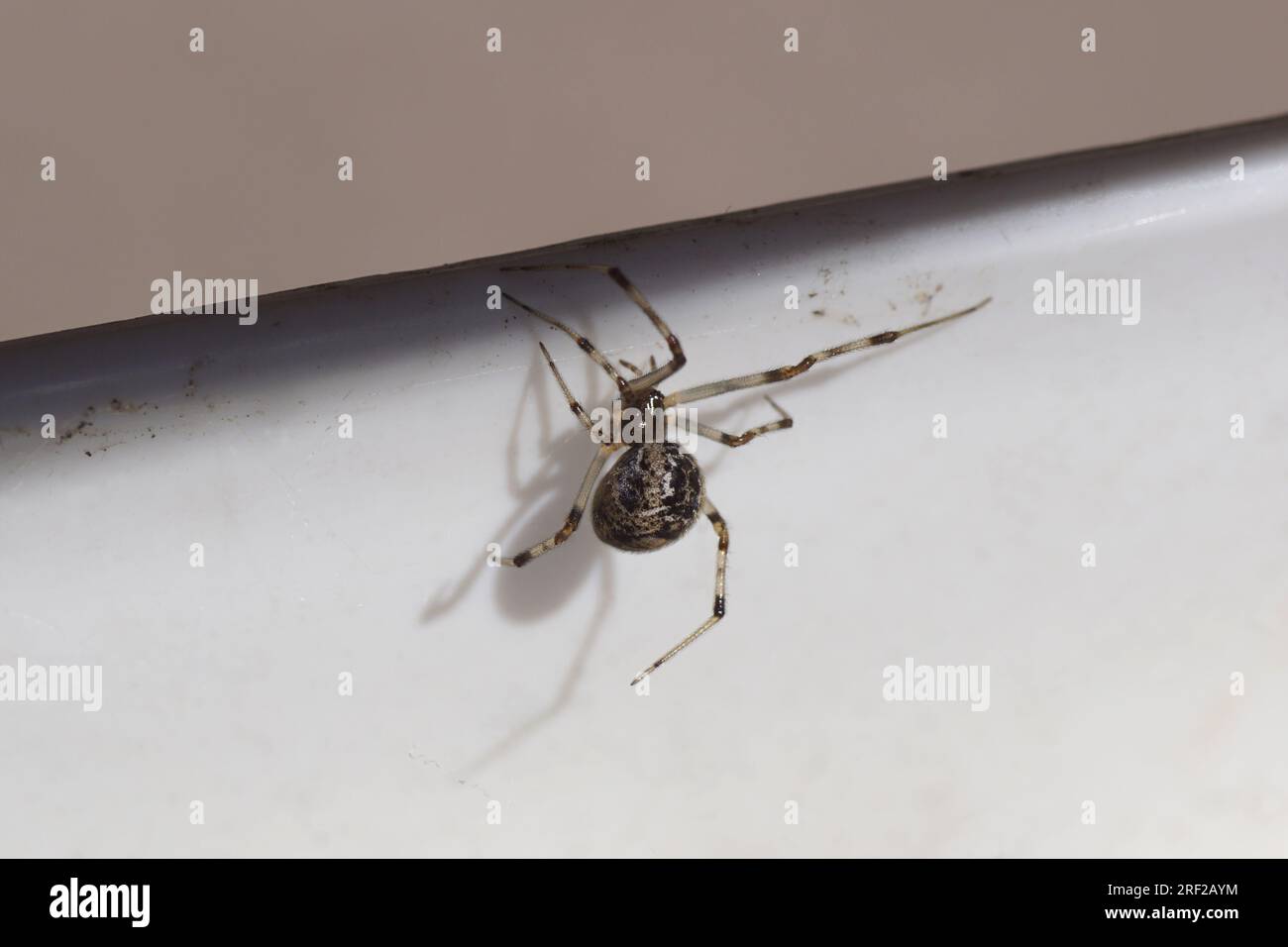 Closeup Common house spider, American house spider (Parasteatoda ...